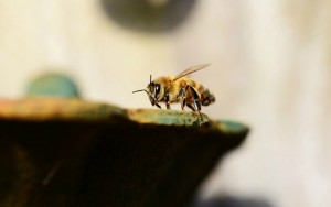 The Majestic Honey Bee in Ancient Greece + 3 Recipes with Greek Honey ...