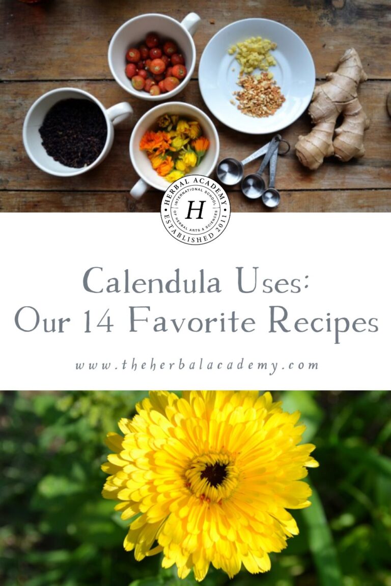 Calendula Uses: Our 14 Favorite Recipes and Remedies - Herbal Academy