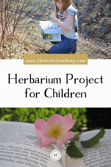 Herbarium Project For Children - Herbal Academy