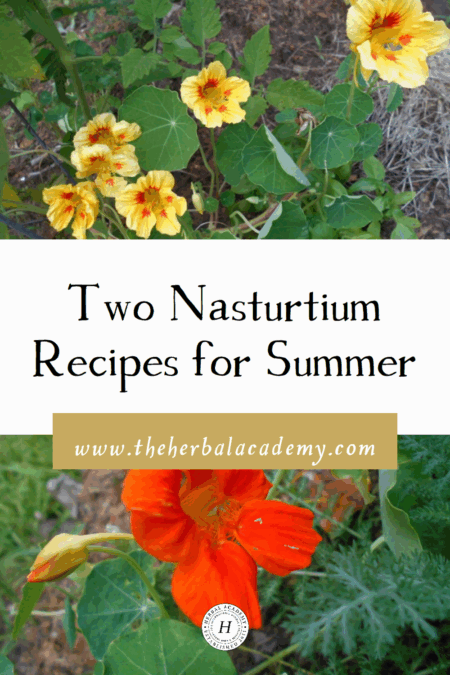 Three Nasturtium Recipes for Summer - Herbal Academy blog