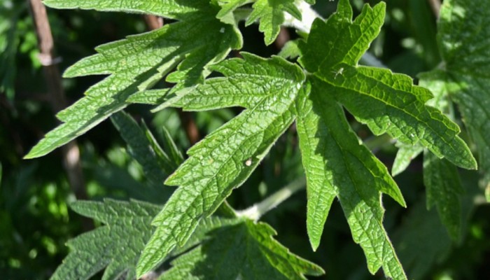 Motherwort: The Plant World's Mama Bear – Herbal Academy