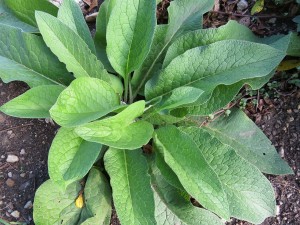 Comfrey Cream Recipe for Achy Joints and Muscles