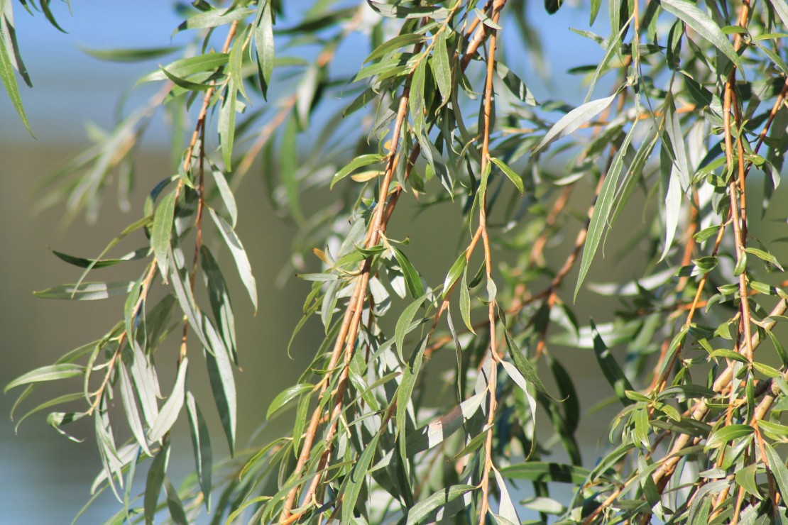 12 Traditional Herbs That Ease Pain – Herbal Academy