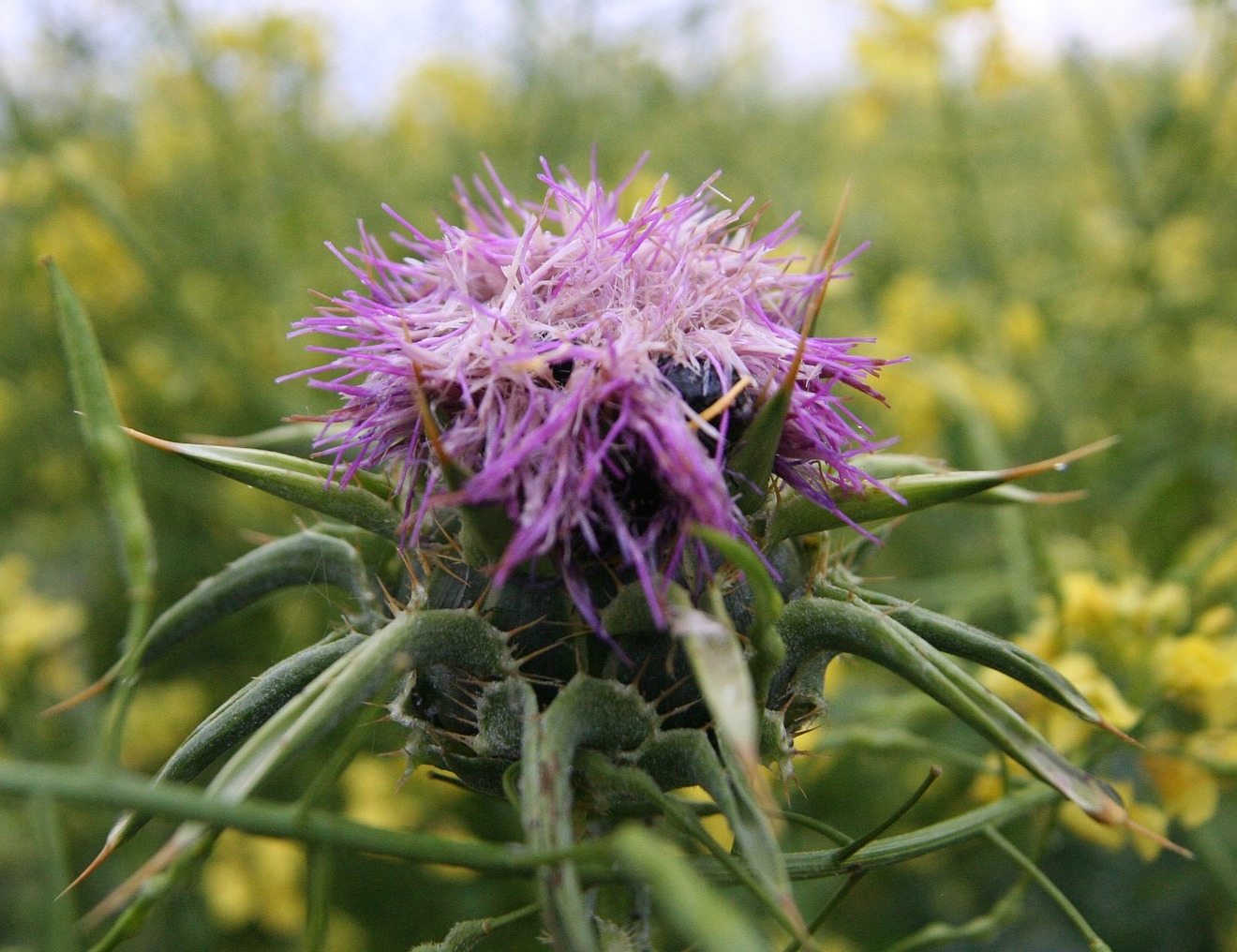 Milk Thistle: A Spring Herb Your Liver Will Love