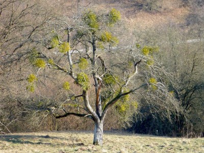The Medicinal Mistletoe – Herbal Academy