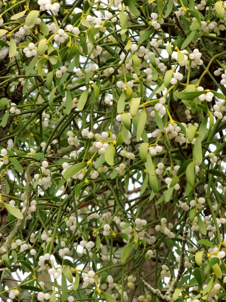Learn About the Mistletoe – Herbal Academy