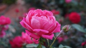 34 Ways To Use Roses – Herbal Academy