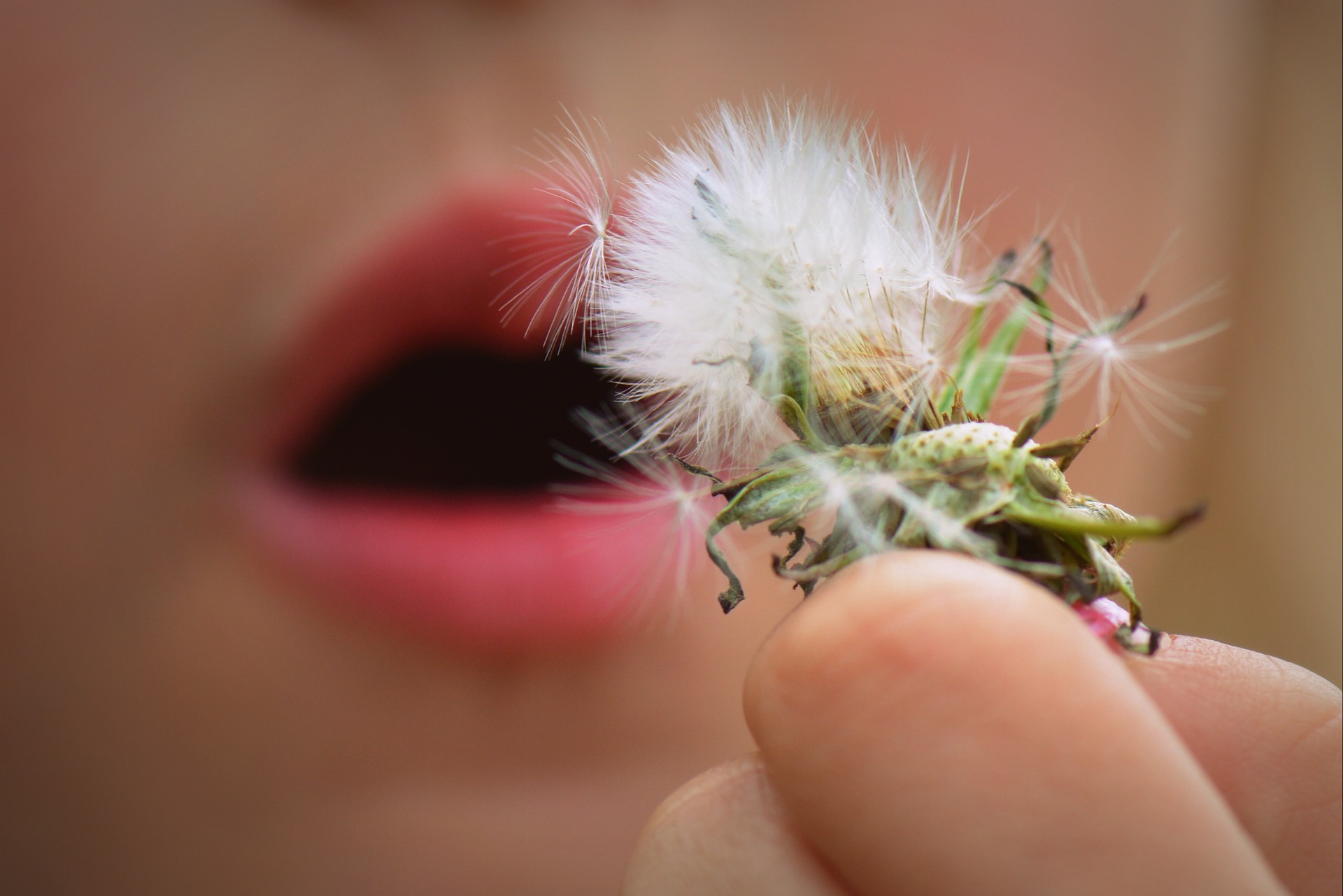 A Family Herb: Dandelion – Herbal Academy