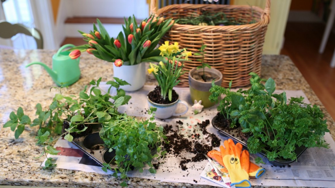 How To Make Easter Crafts for Kids With Herbs: Planting A Living Easter ...
