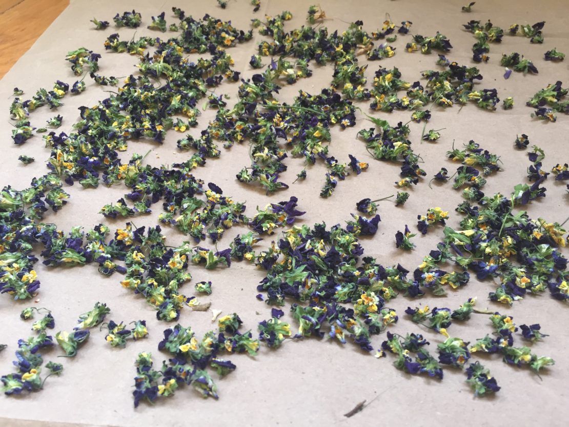 Sweet Violets of Spring – Herbal Academy