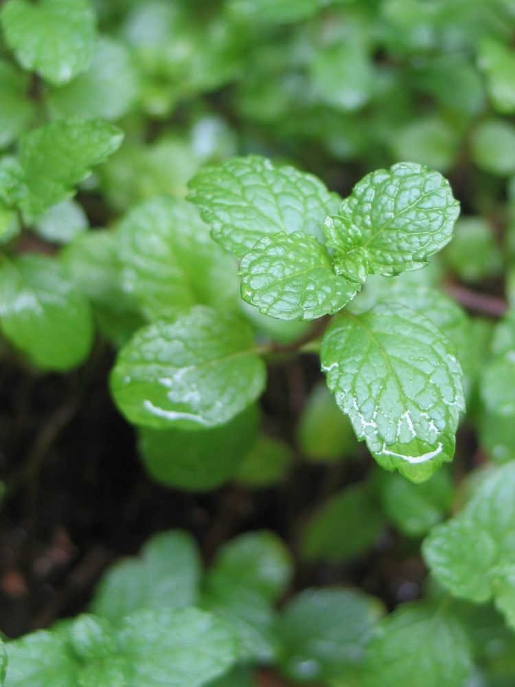 Unlock the Power of Mint: A Family-Friendly Herb – Herbal Academy
