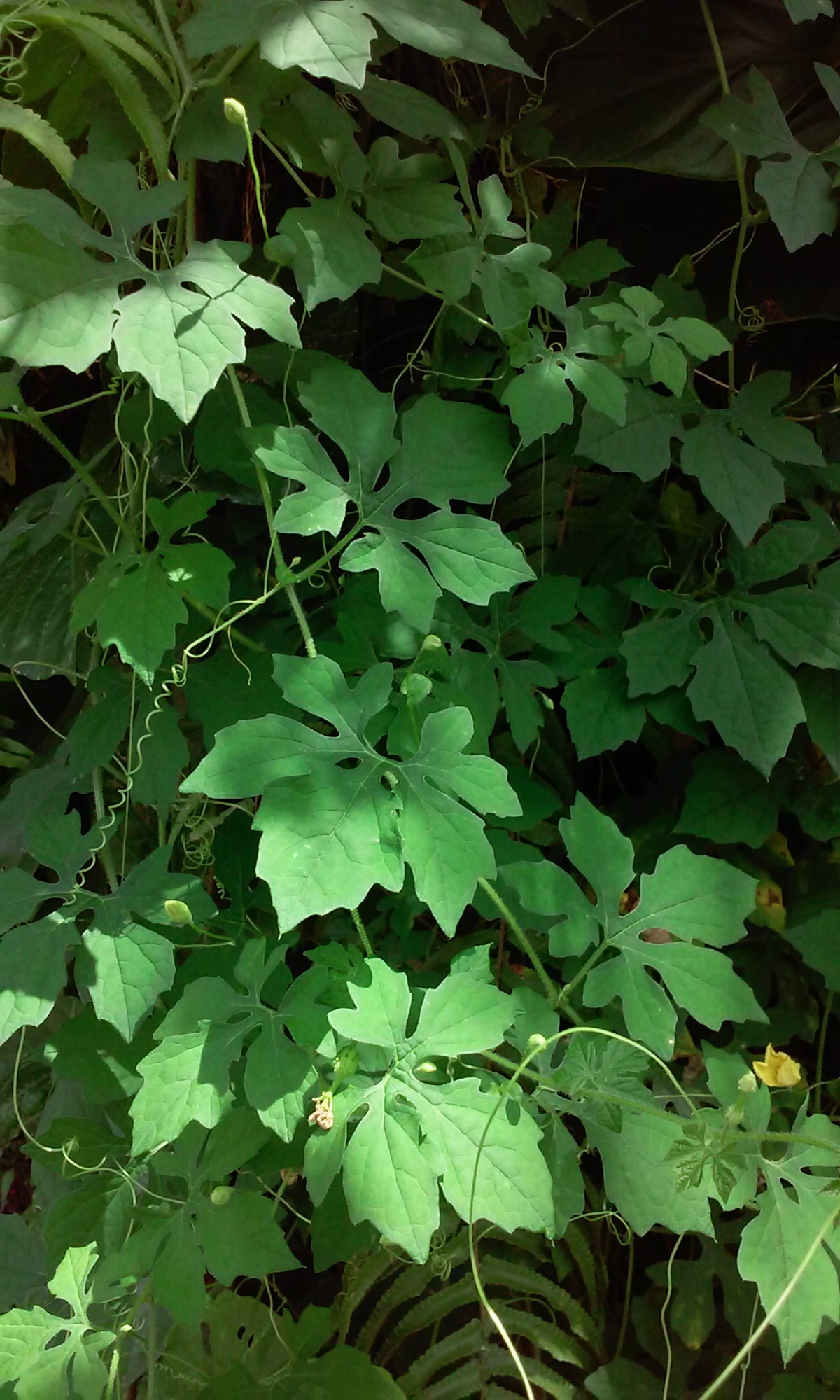 8 Everyday Herbs of the Caribbean – Herbal Academy