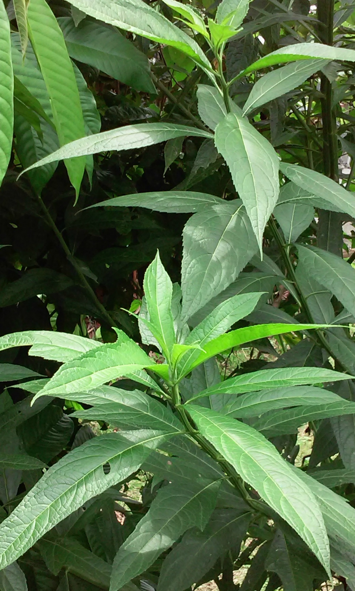 8 Everyday Herbs of the Caribbean – Herbal Academy