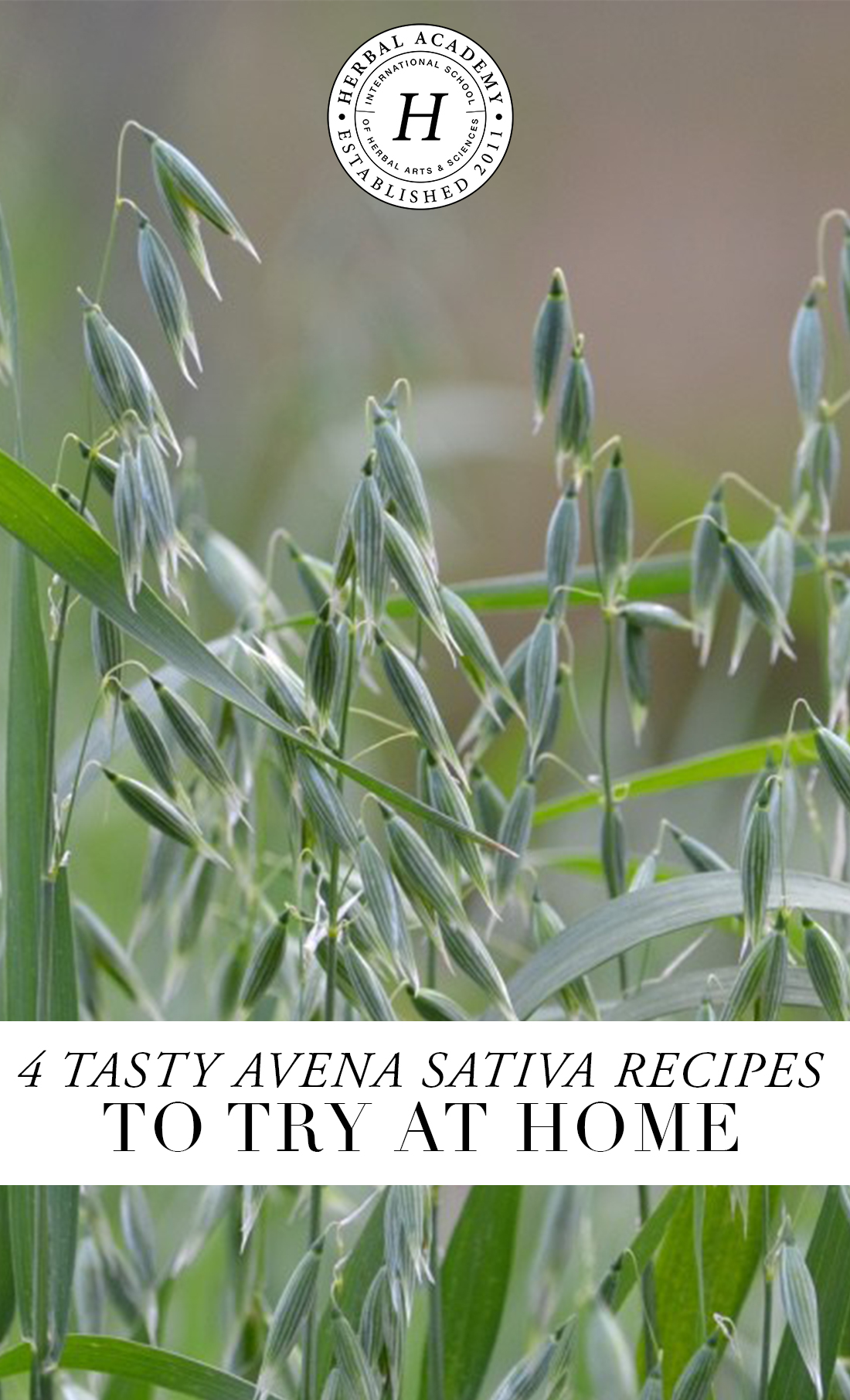 4 Tasty Avena Sativa Recipes To Try At Home – Herbal Academy