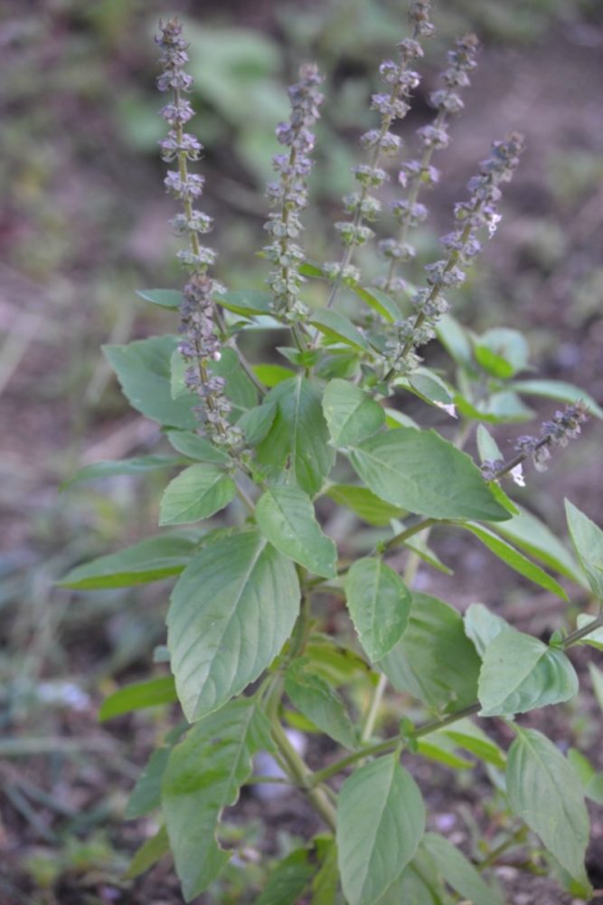 Creating a Local Materia Medica: Holy Basil – Herbal Academy