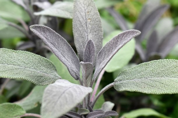 Sage Throughout the Ages: Discover Its History and Uses – Herbal Academy