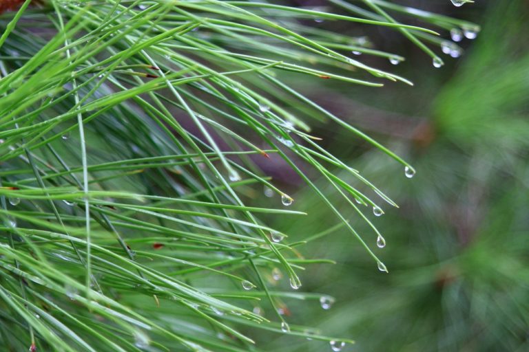 8 Terrific Ways To Use Pine Needles Right Now
