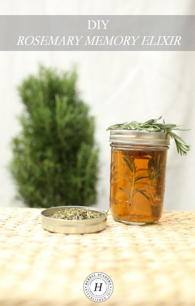 DIY Rosemary Memory Elixir – Herbal Academy