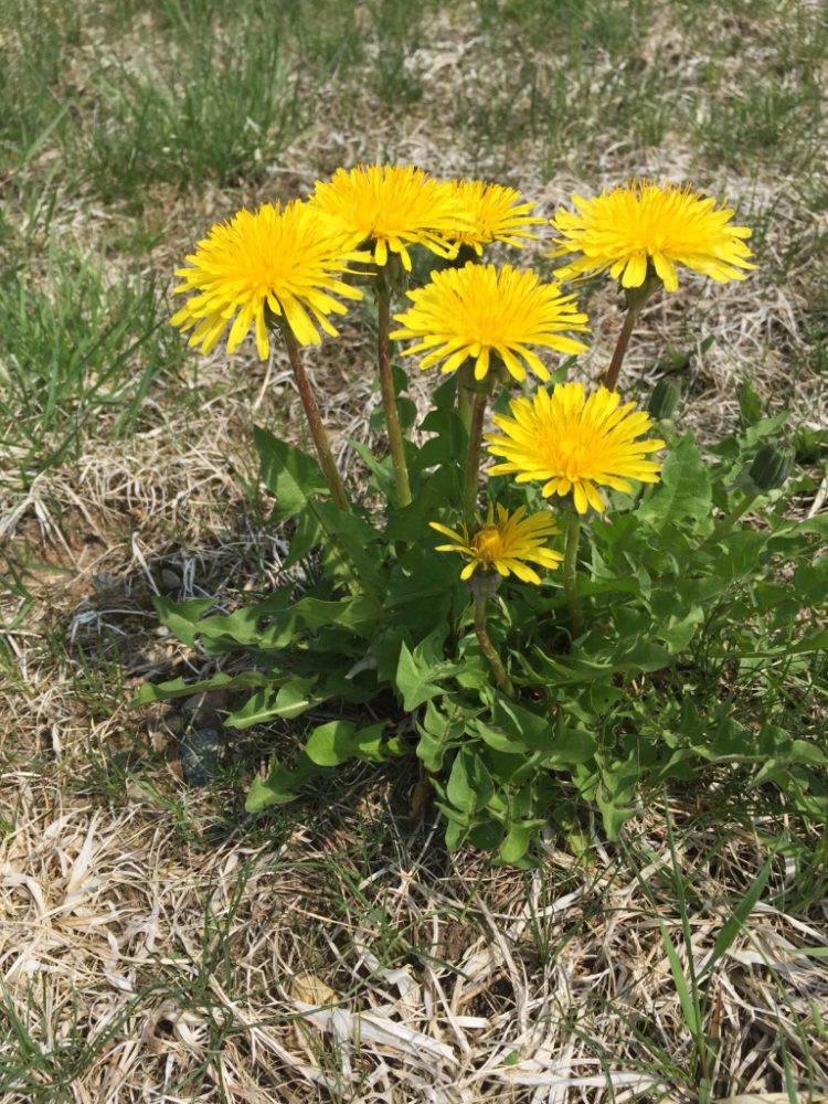 All About Dandelion (For Your Materia Medica)