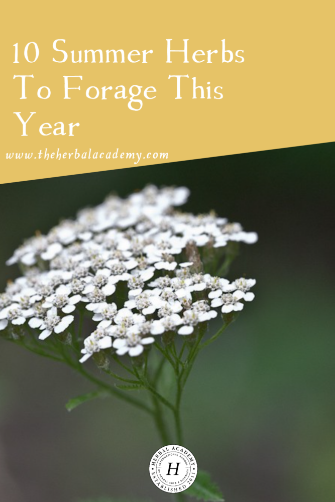 10 Summer Herbs to Forage This Year – Herbal Academy