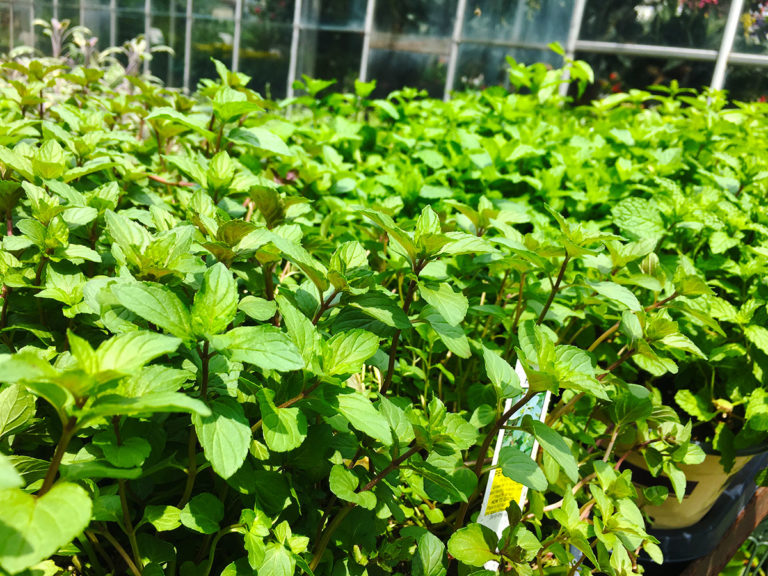 Keep The Bugs Away With These 6 Natural Pest Repellent Plants