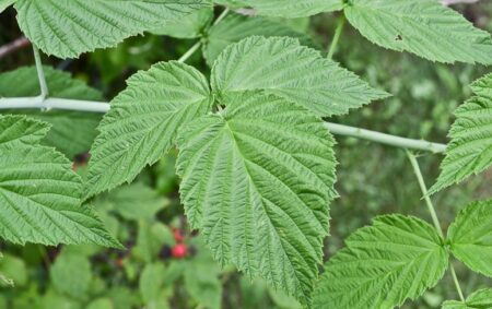 10 Summer Herbs to Forage This Year – Herbal Academy