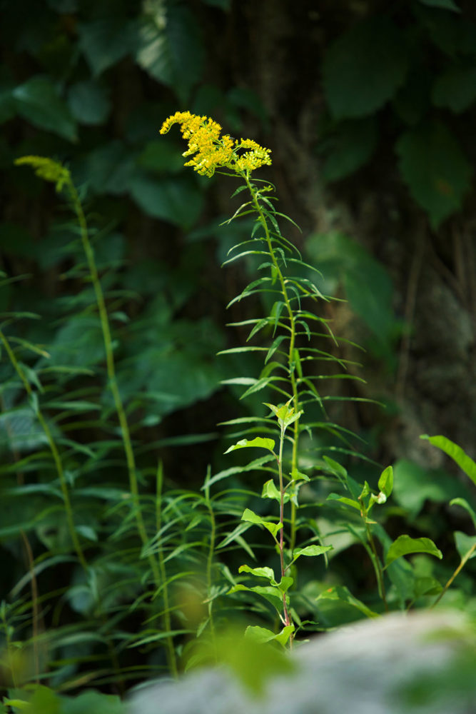 3 Tips For Foraging Goldenrod This Year – Herbal Academy