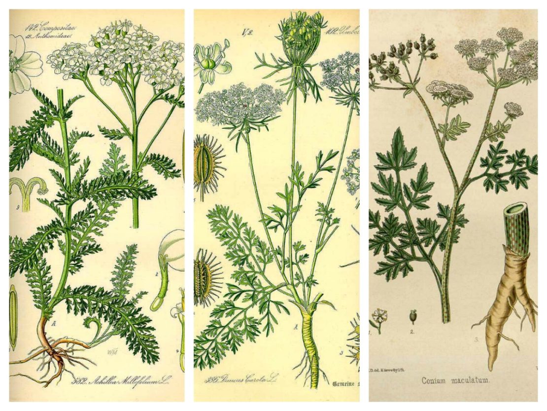 Adding Yarrow To Your Materia Medica – Herbal Academy