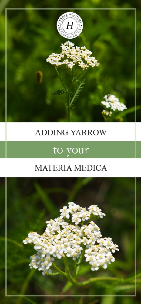 Adding Yarrow To Your Materia Medica – Herbal Academy