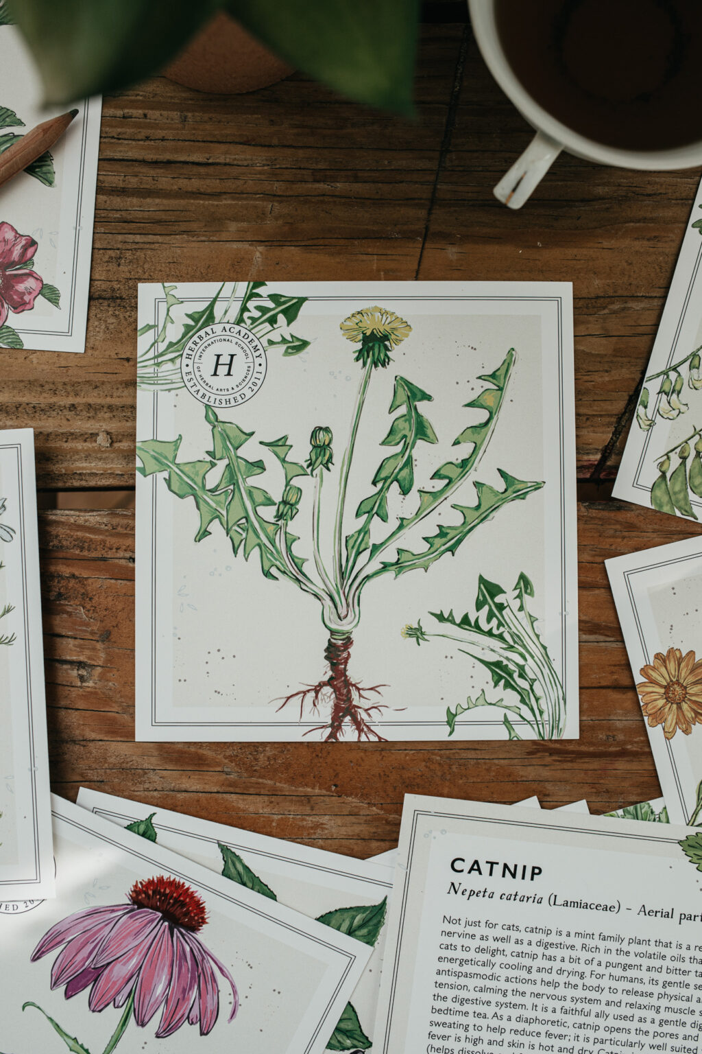 Mini Plant Monograph Cards - Set of 14 – Herbal Academy