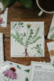 Mini Plant Monograph Cards - Set of 14 – Herbal Academy