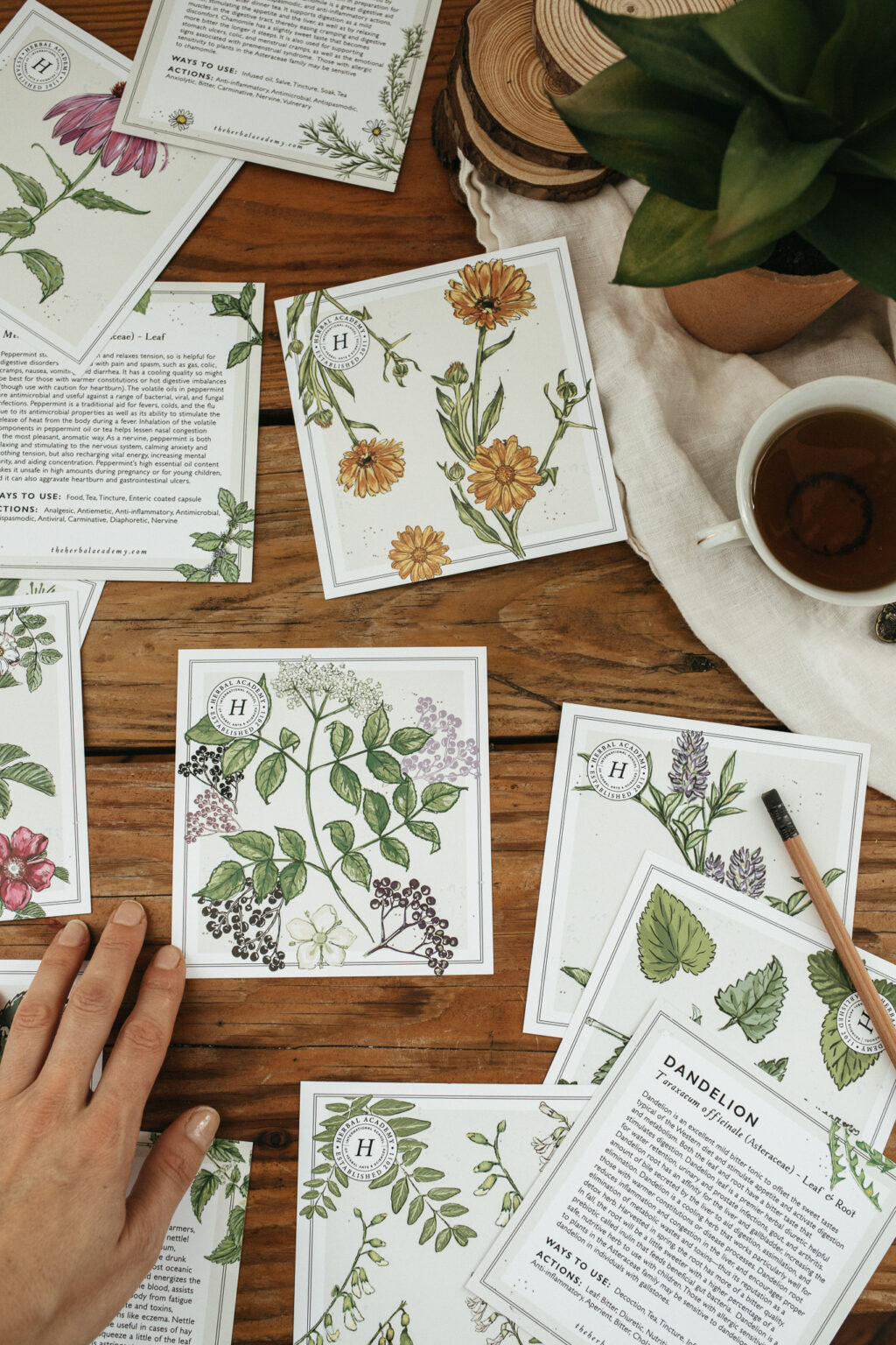 Mini Plant Monograph Cards - Set of 14 – Herbal Academy