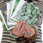 Mini Plant Monograph Cards - Set of 14 – Herbal Academy