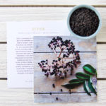 Mini Plant Monograph Cards - Set of 14 – Herbal Academy