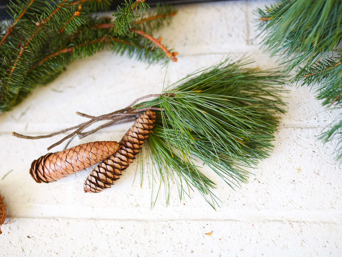 Doctrine of Signatures: An Introduction to Deepening Our Connection ...