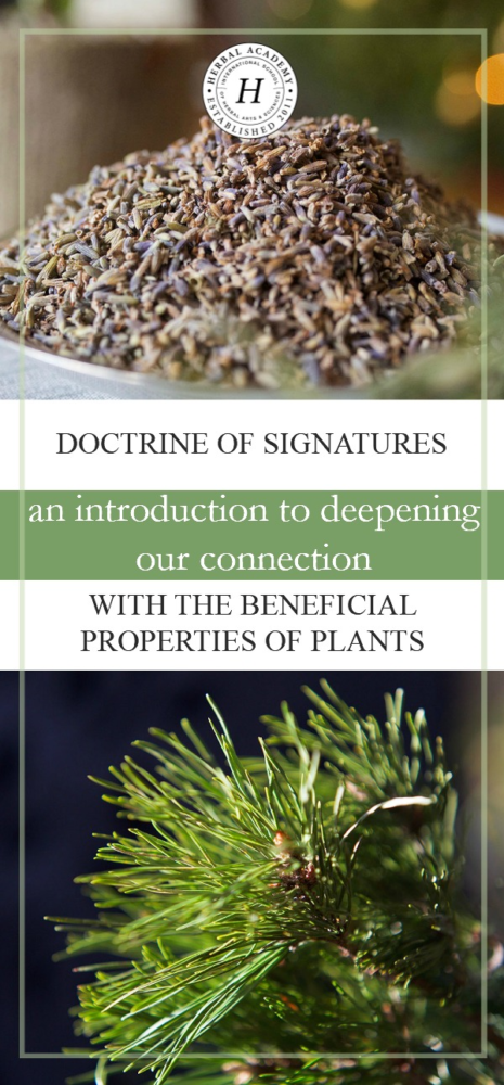 Doctrine of Signatures: An Introduction to Deepening Our Connection ...