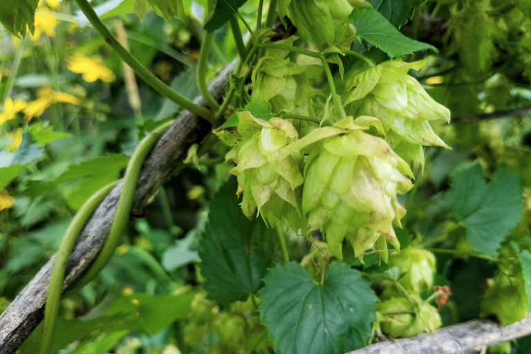 The Lure and Lore of HOPS: The 2018 Herb of the Year