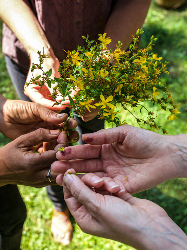 The Foraging Course – Herbal Academy