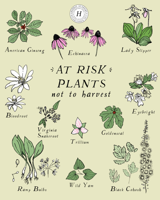 12 At-Risk Plants NOT To Harvest This Year – Herbal Academy