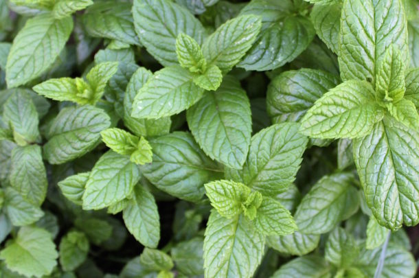 Try A Cooling Herbal Compress for Hot Summer Days