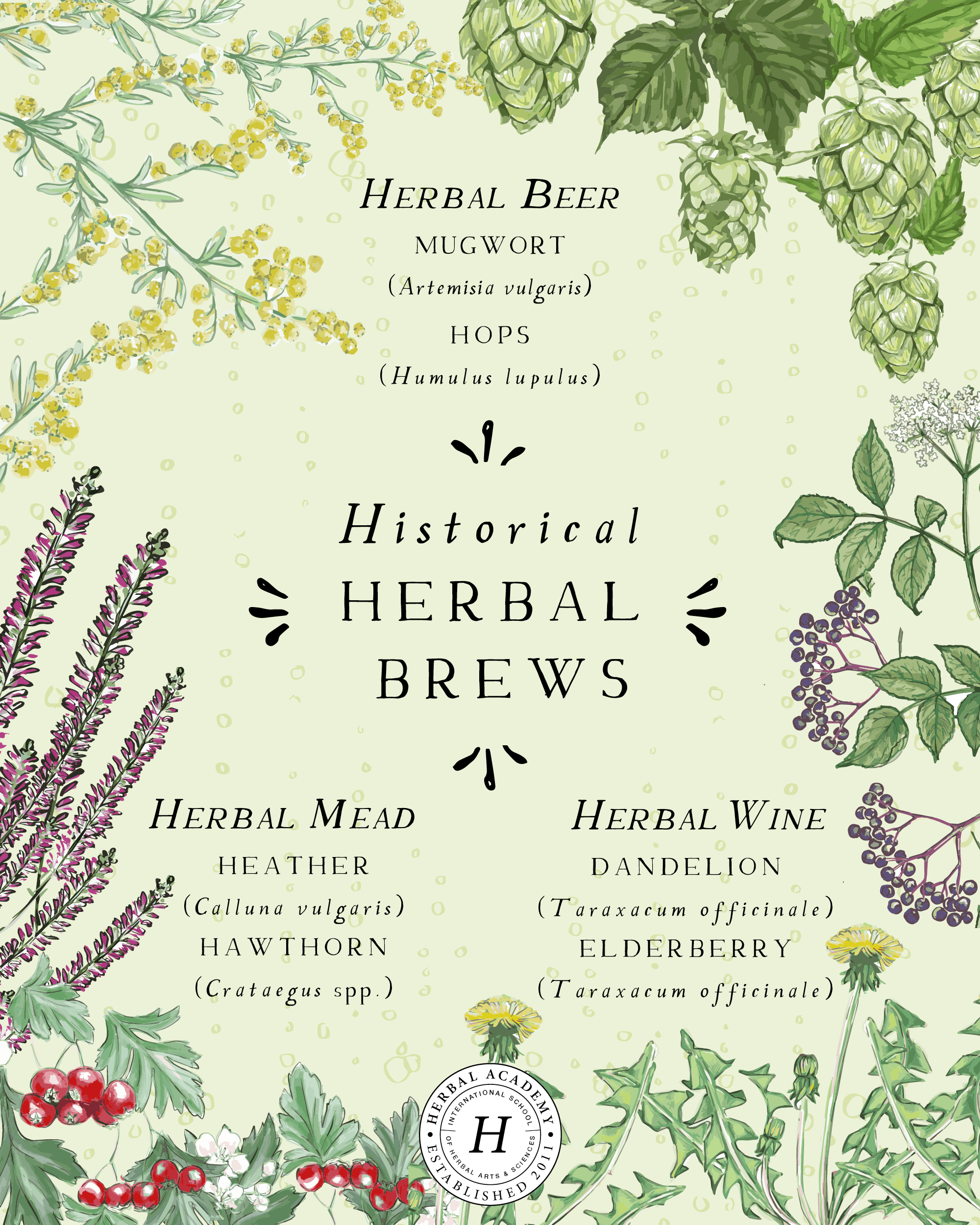 Herbal Beer: An Ancient Drink for Modern Times – Herbal Academy