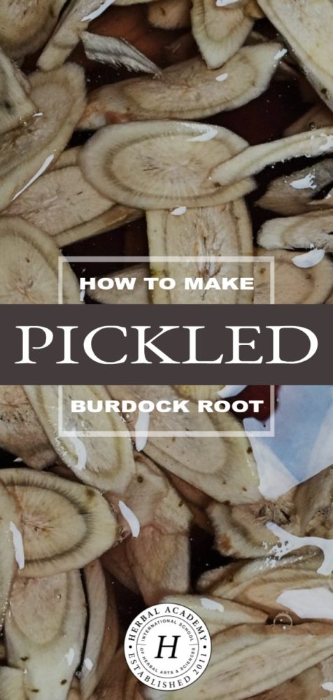 How To Make Pickled Burdock Root – Herbal Academy