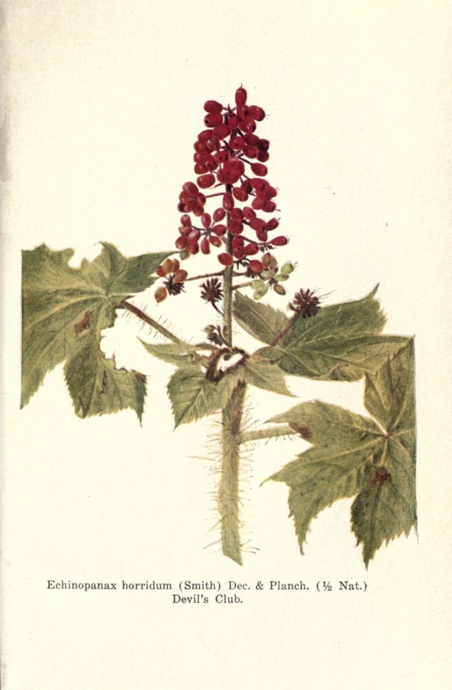 Adding Devil’s Club to your Materia Medica – Herbal Academy