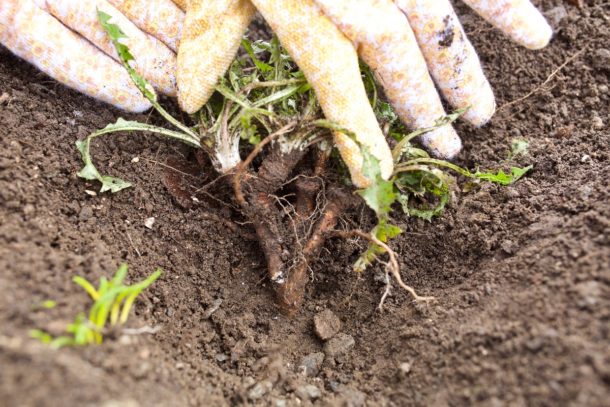 Herbal Roots 101: How to Prepare and Use Roots for Wellness