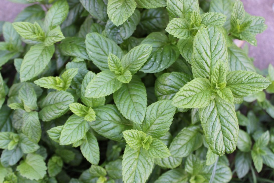 5 Easy to Grow Perennial Herbs for Busy Gardeners – Herbal Academy