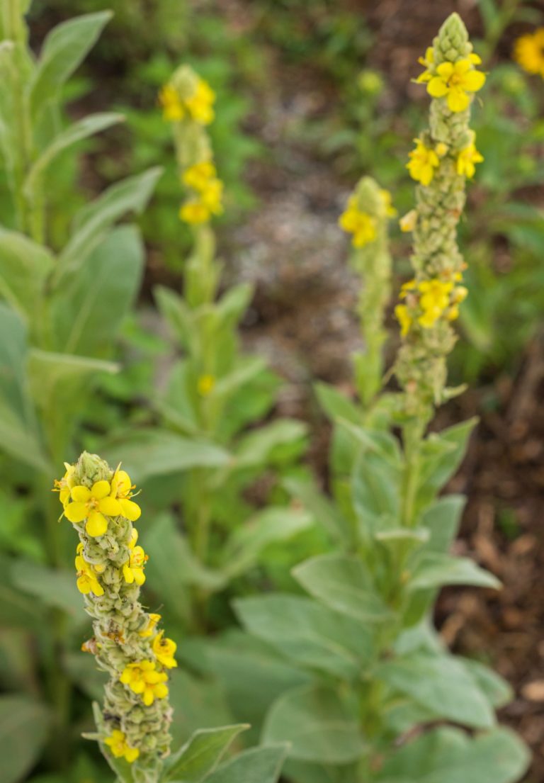 5 Herbs To Support A Body in Pain – Herbal Academy