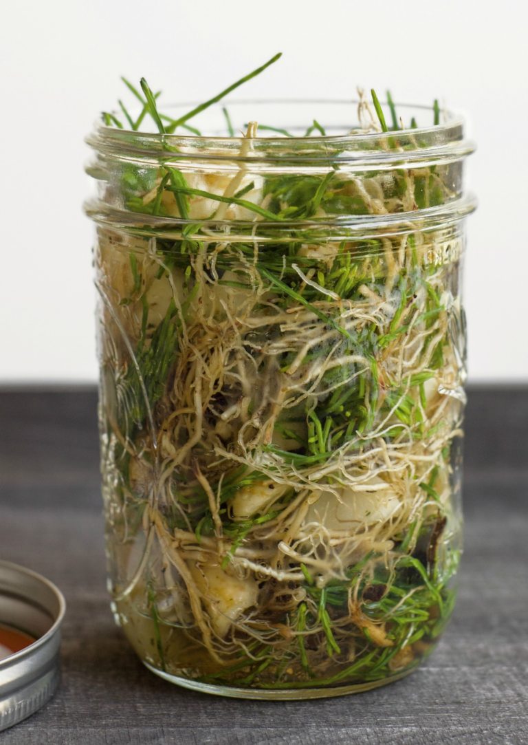 5 Herbs To Support A Body in Pain – Herbal Academy