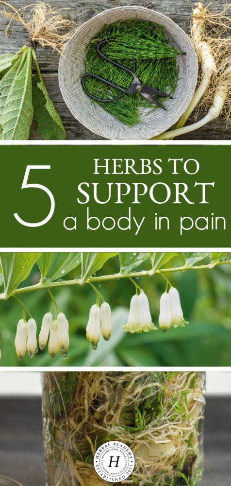 5 Herbs To Support A Body in Pain – Herbal Academy