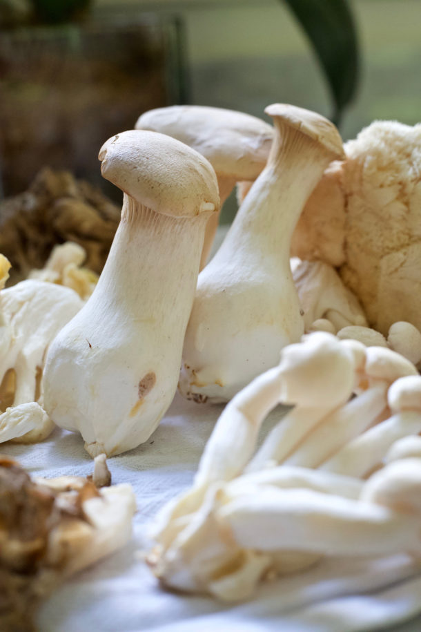 Edible Mushroom Benefits of Six Super Star Mushrooms