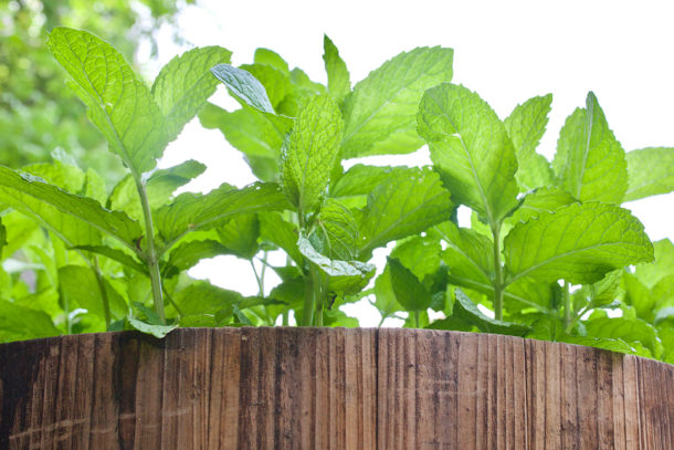 4 Tips to Control Mint in the Garden – Herbal Academy